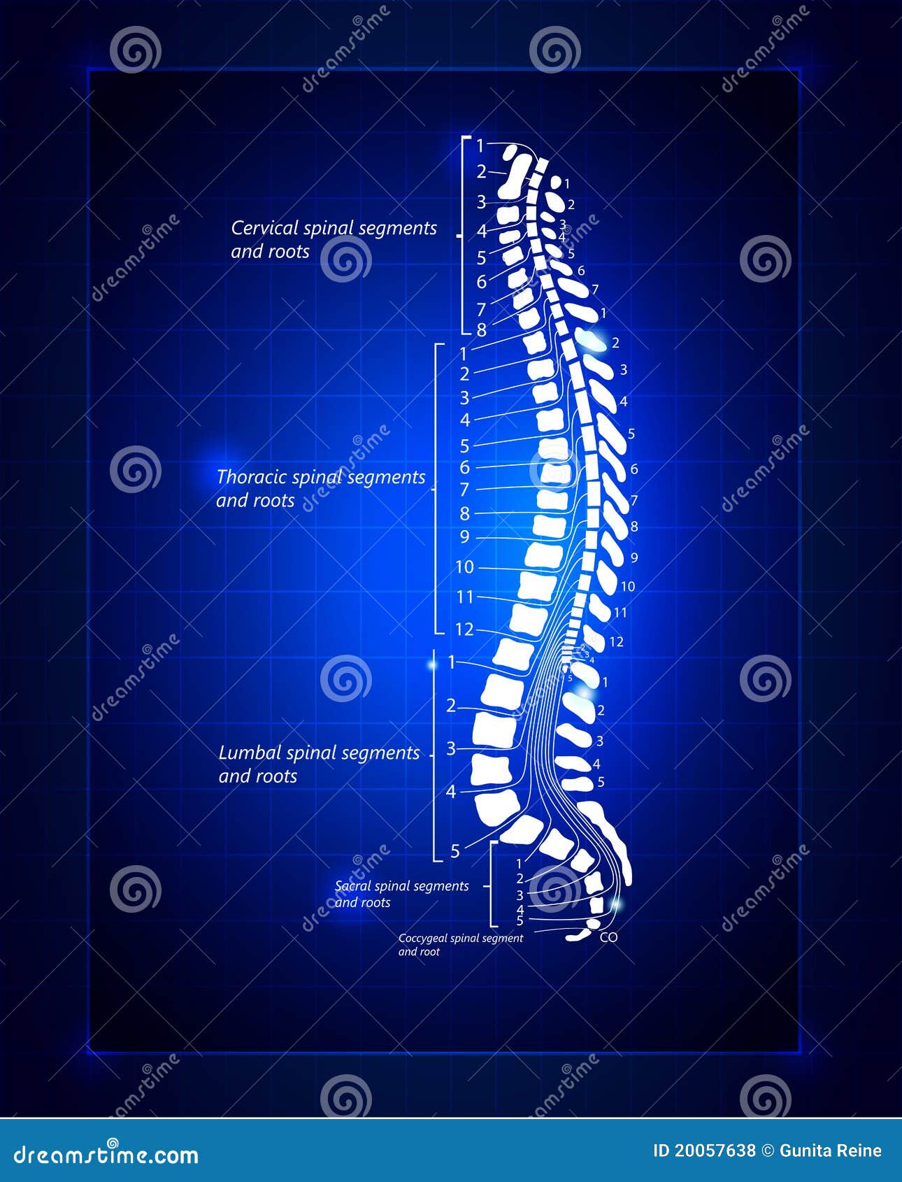 Abstract Spine Background Royalty Free Stock Photos - Image: 20057638