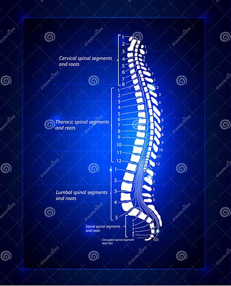 Abstract spine background stock vector. Illustration of calcium - 20057638