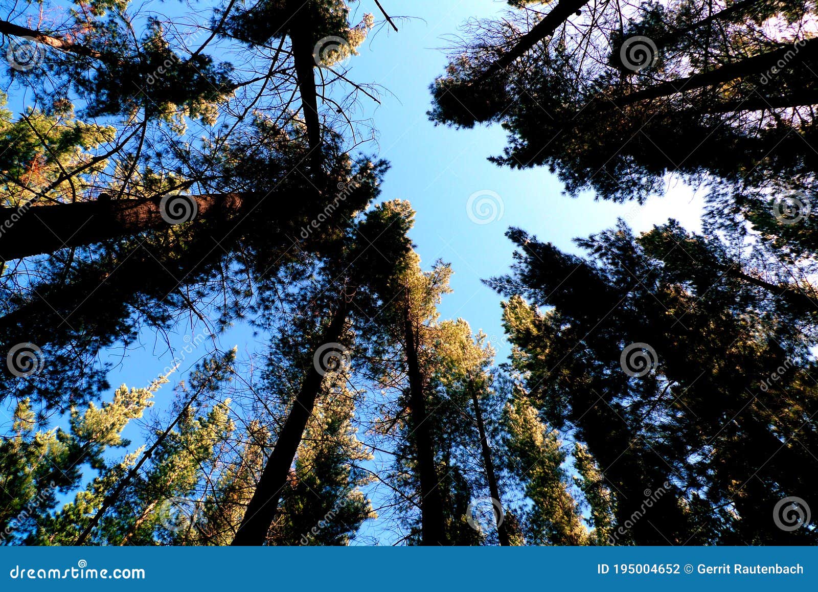 An Abstract Spiral of Pine Trees in a Forest Stock Photo - Image of ...