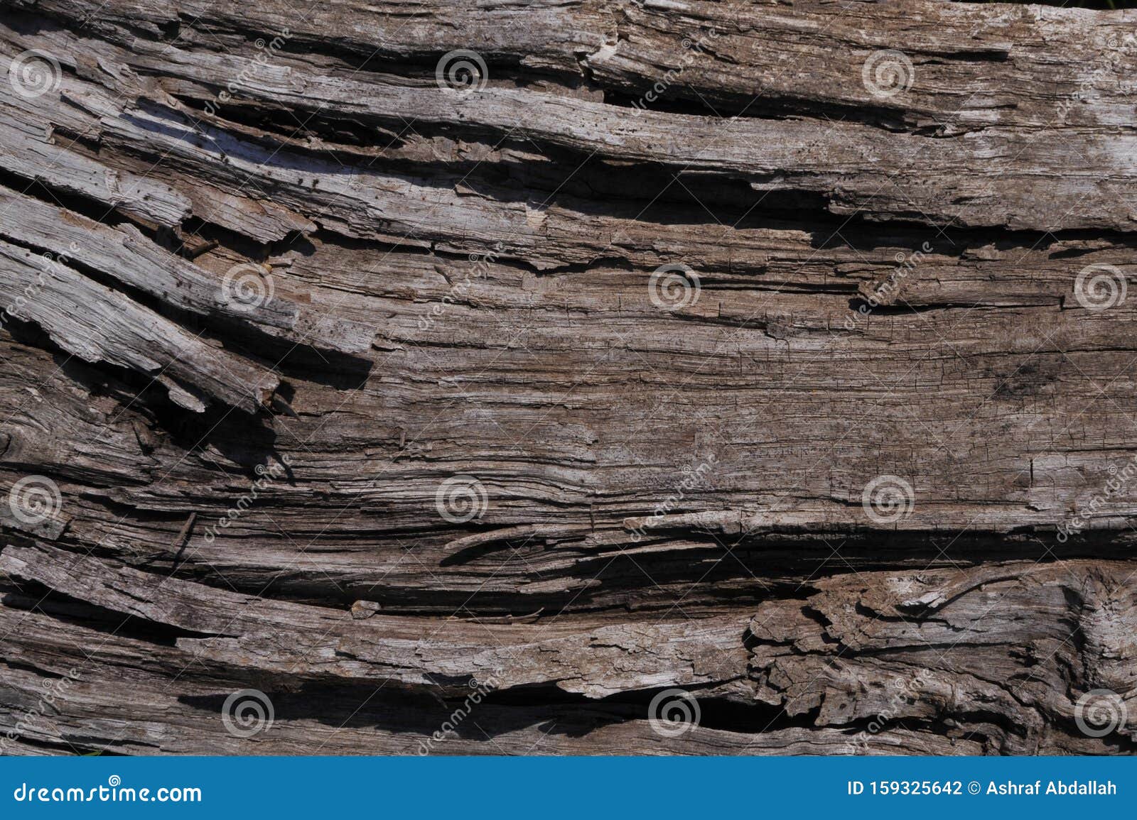 Abstract Split Wood Textures Surface Background Closeup Stock Photo ...