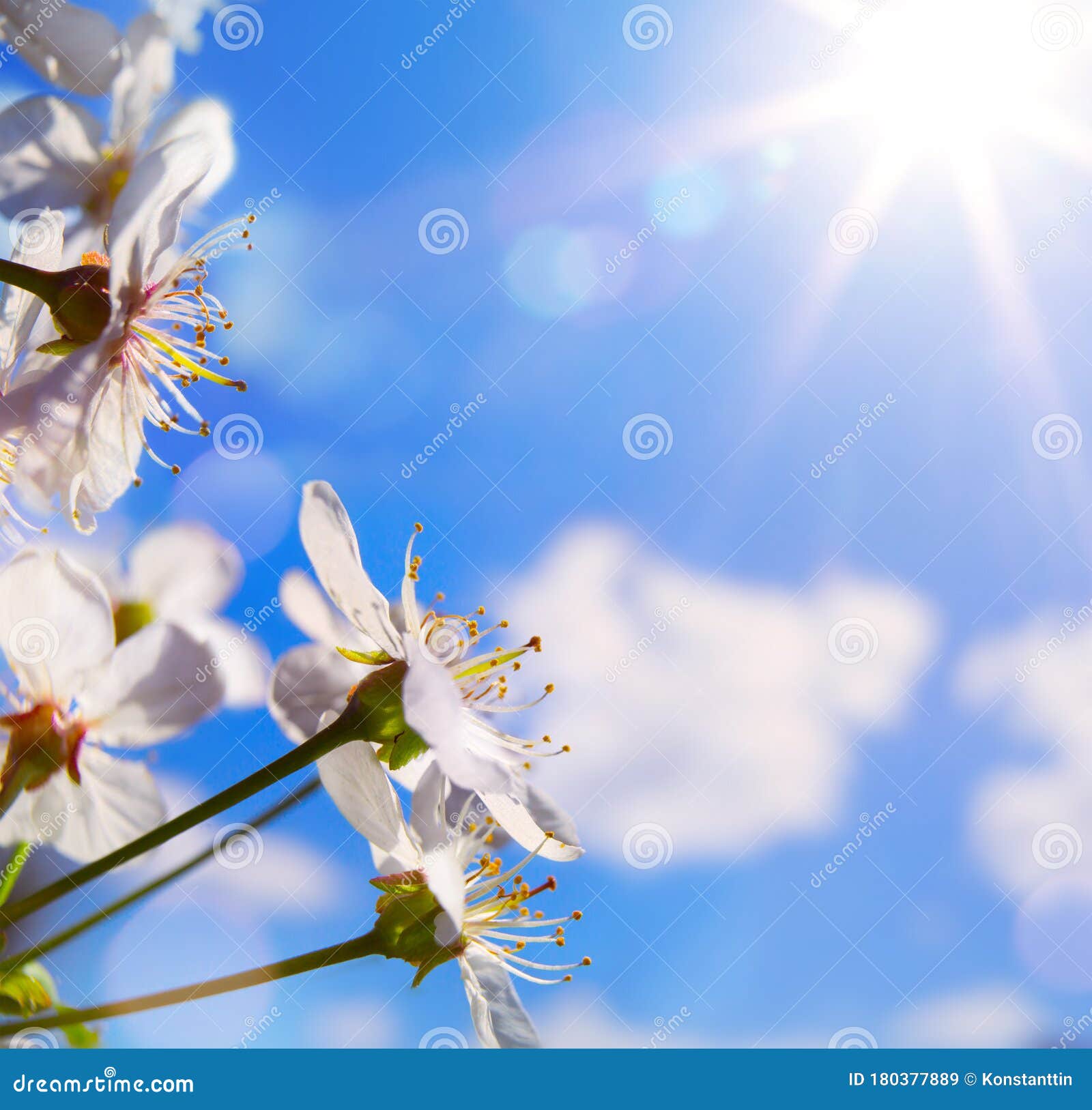 Abstract Spring Background with Blooming Cherry Tree; Spring Flower on ...