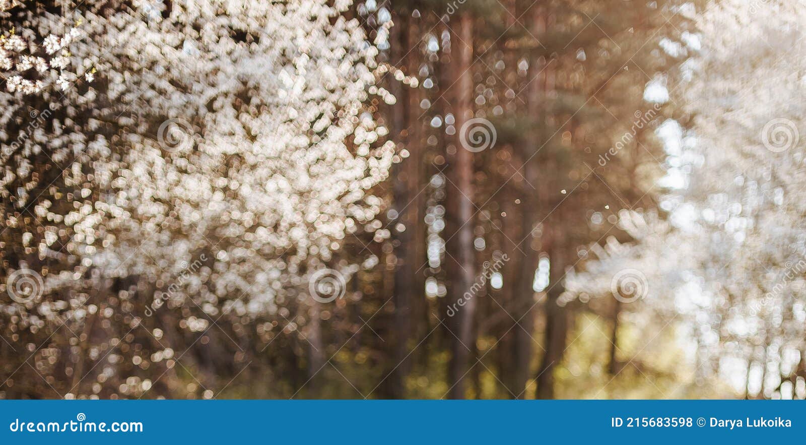 Abstract Spring Blurred Background with Bokeh Effects Stock Photo ...