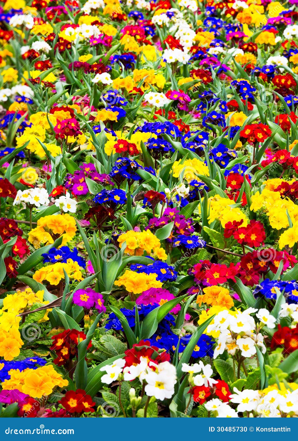 Abstract Spring Flower Background Stock Photo - Image of green ...