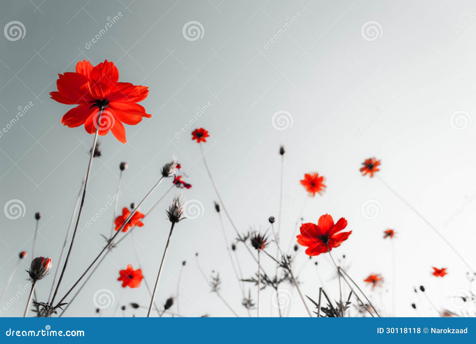 Abstract Spring Flowers stock photo. Image of petal, season - 30118118