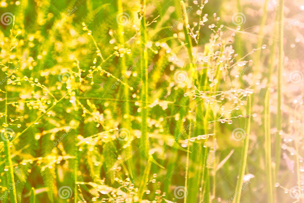 Abstract Spring Grass Flower Background Stock Image - Image of focus ...