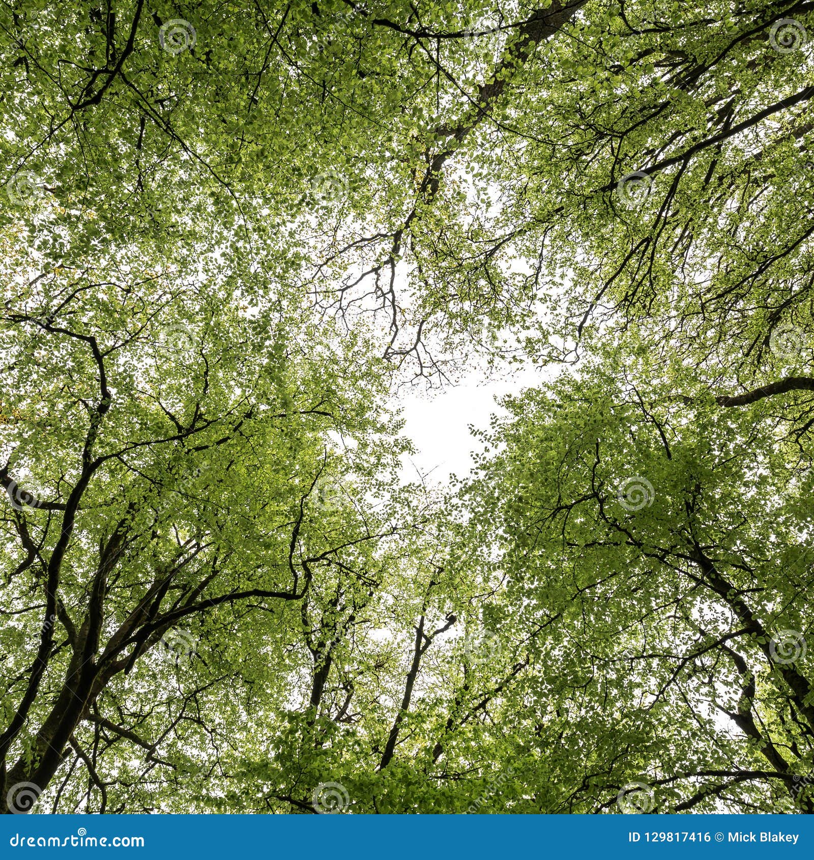 Abstract Spring Tree and Leaf Canopy Stock Photo - Image of background ...