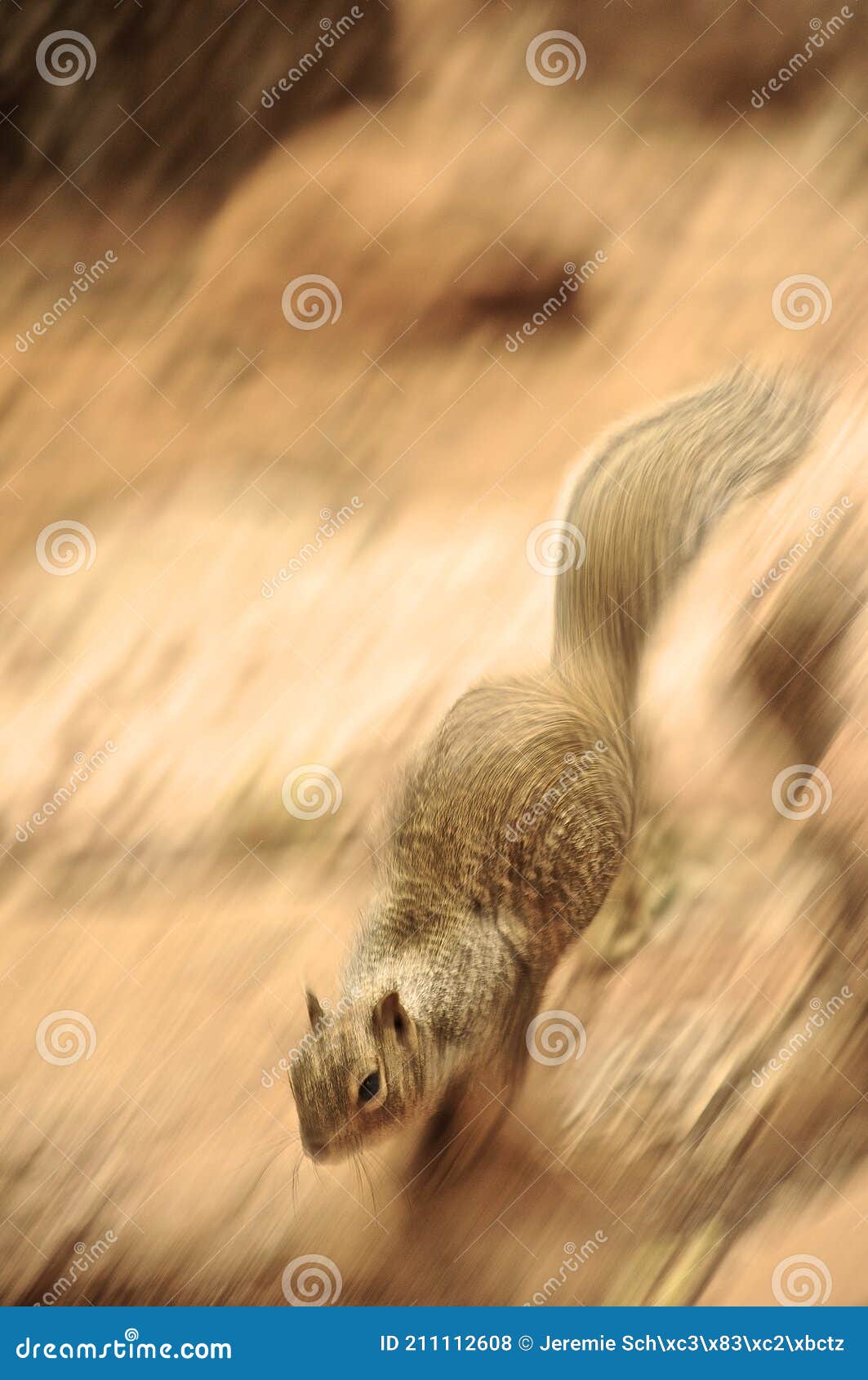 Abstract squirrel stock photo. Image of nature, movement - 211112608