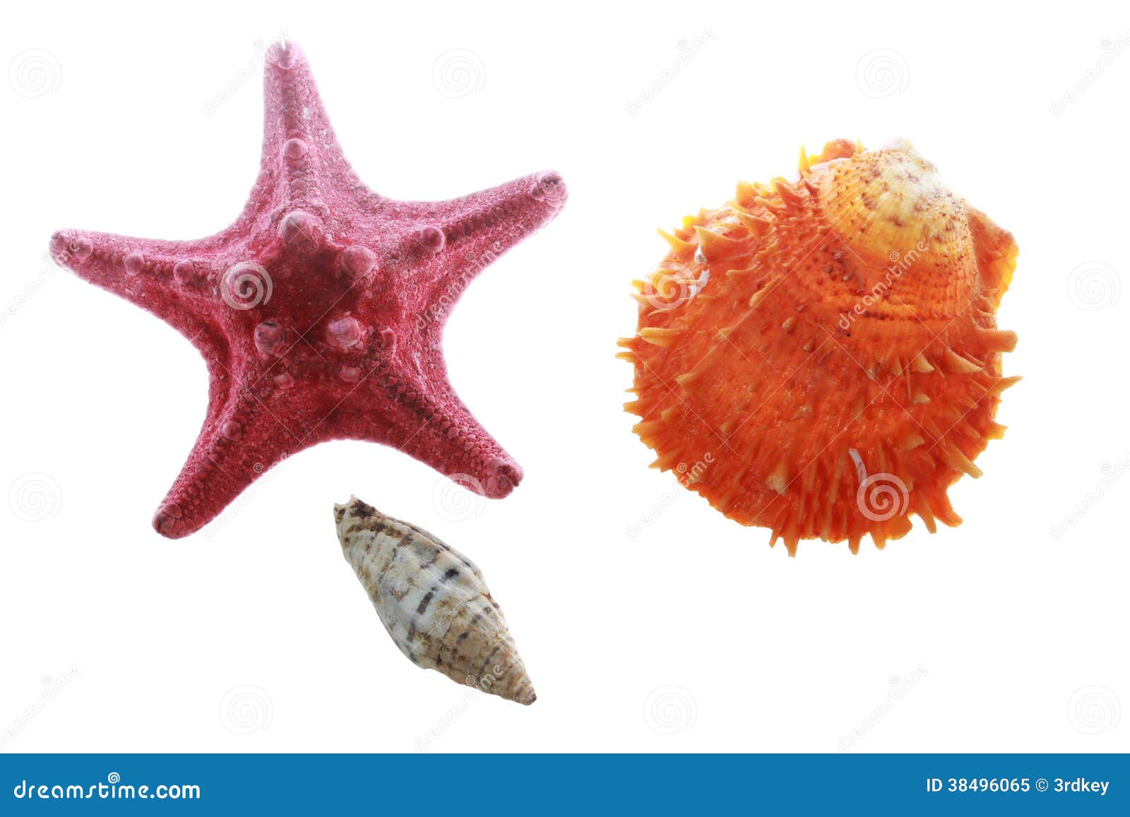 Abstract Star and Seashell,isolated Stock Image - Image of seashell ...