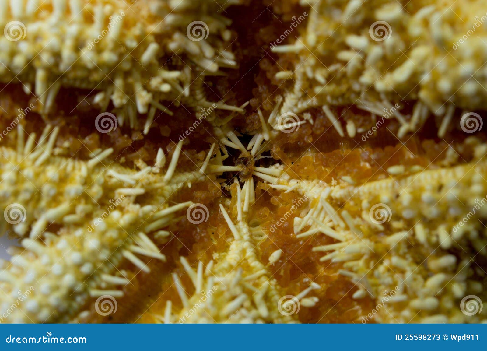 Abstract Starfish stock image. Image of abstract, seasnails - 25598273