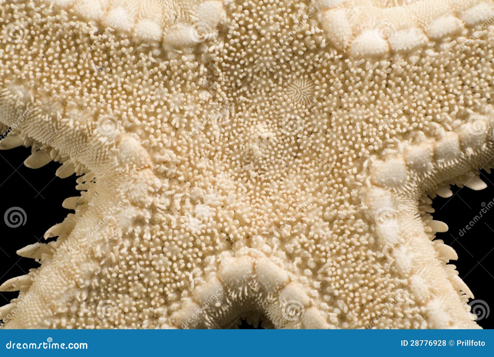 Abstract starfish detail stock photo. Image of rough - 28776928