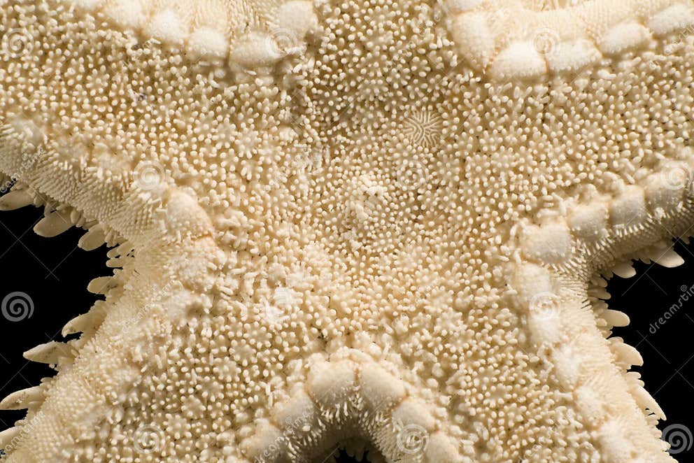Abstract starfish detail stock photo. Image of rough - 28776928