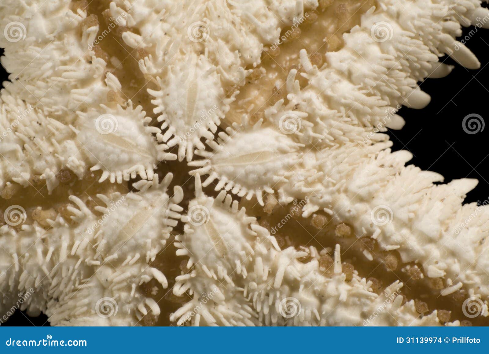 Abstract starfish detail stock photo. Image of carnivore - 31139974