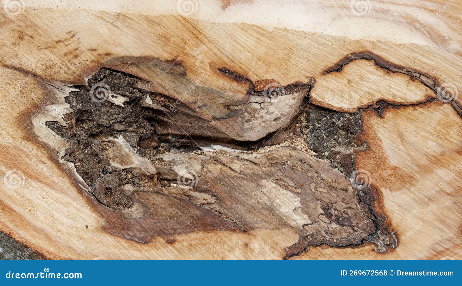 Abstract Structure Created by Nature Stock Photo - Image of structure ...