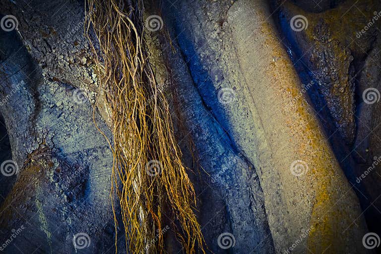 Abstract Structure of Tree Trunk Stock Image - Image of wallpaper ...