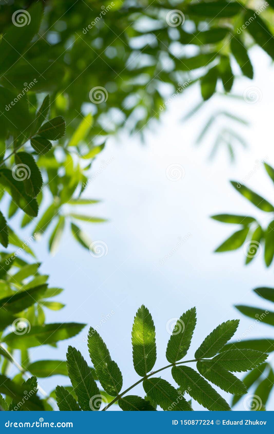 Abstract Summer Background with Rowan Tree Leaves Frame at Sunny Day ...