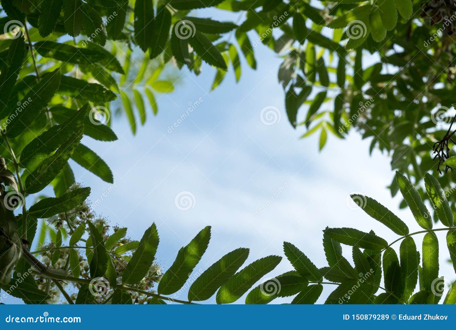 Abstract Summer Background with Rowan Tree Leaves Frame at Sunny Day ...