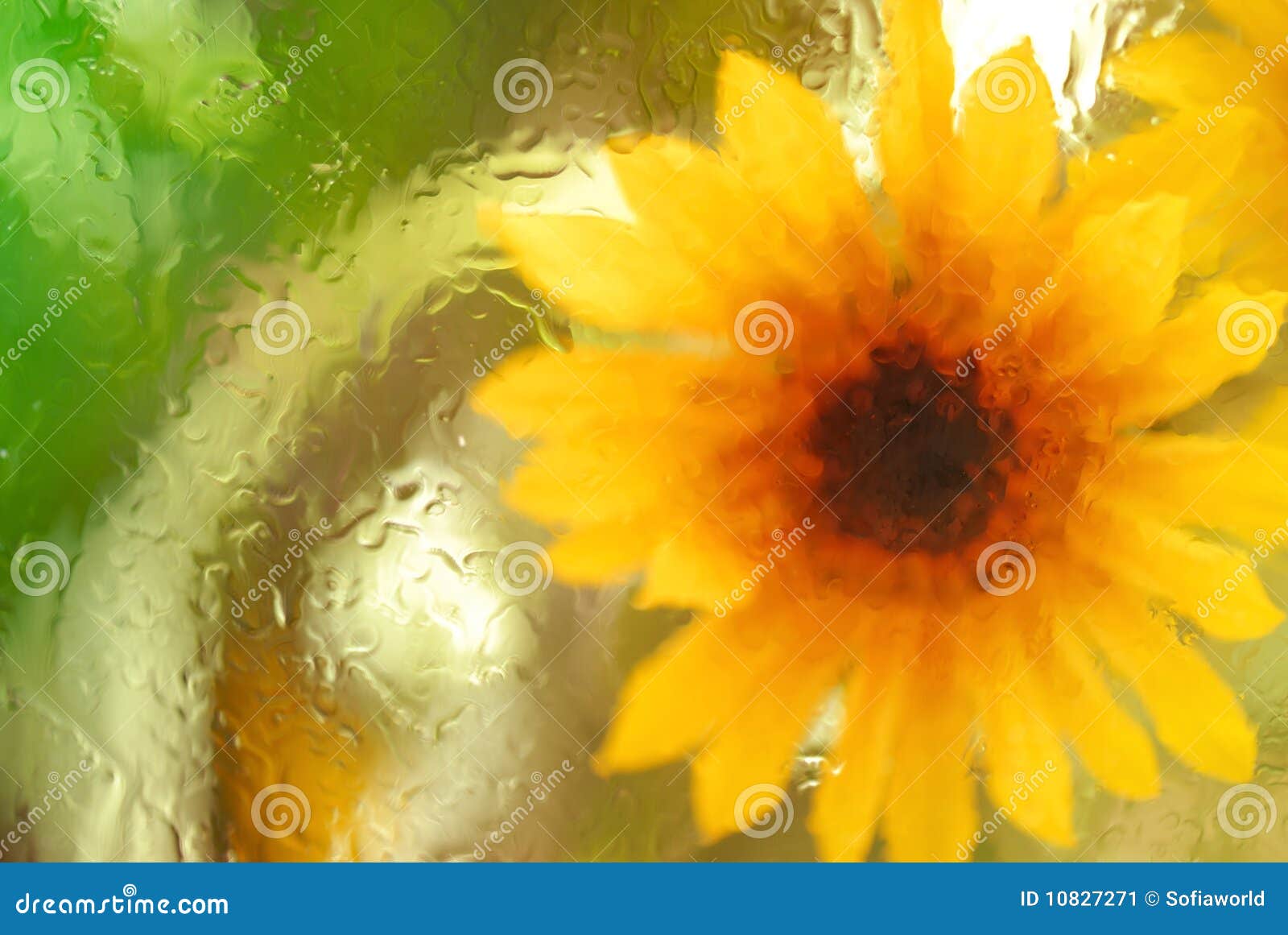Abstract Sunflower stock image. Image of floral, blooming - 10827271
