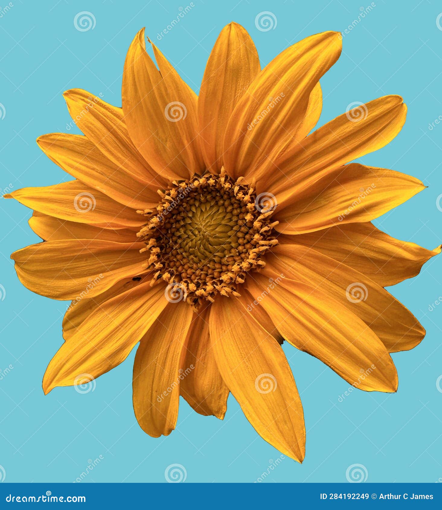 Abstract sunflower design stock image. Image of card - 284192249