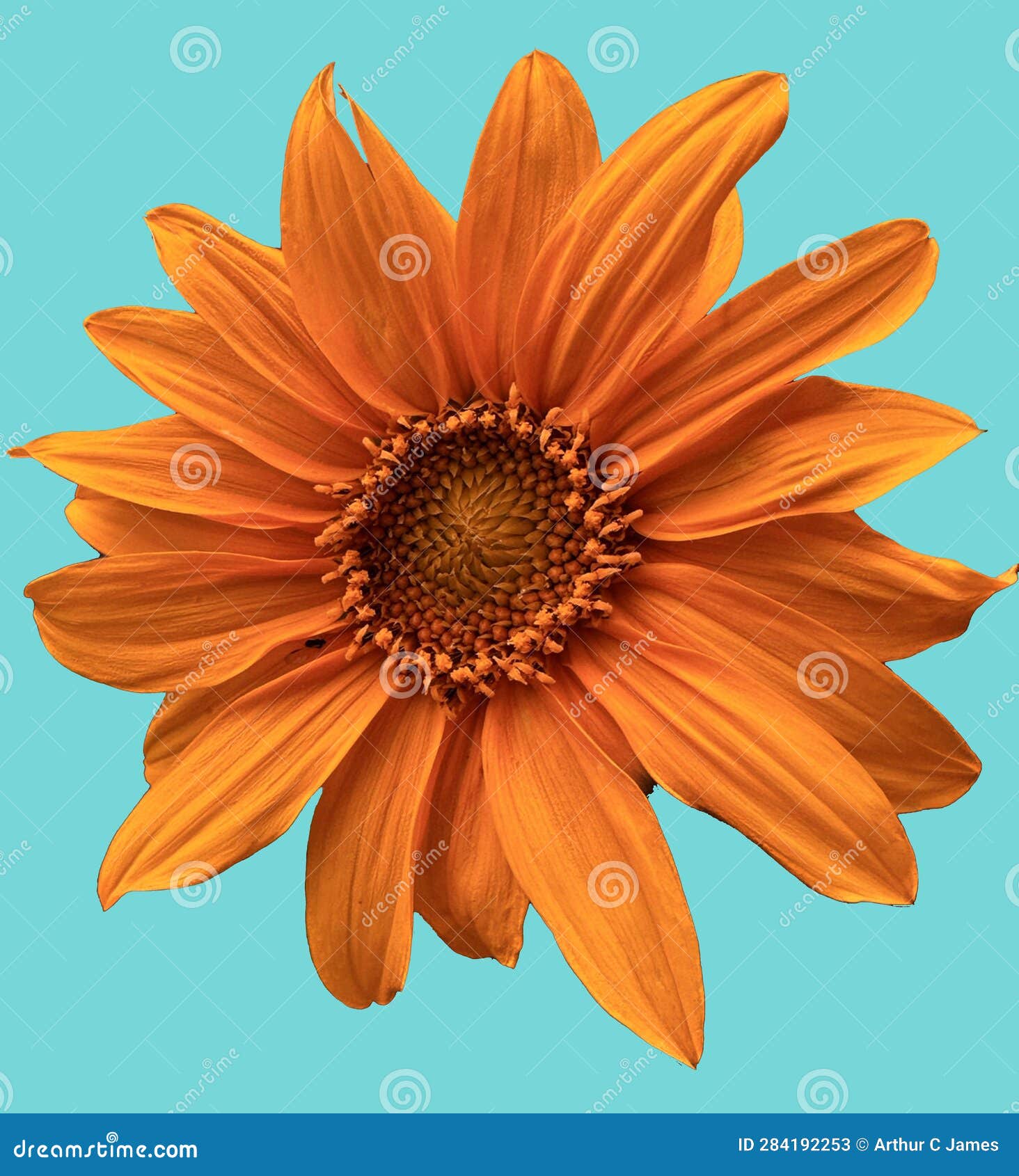 Abstract sunflower design stock image. Image of card - 284192253