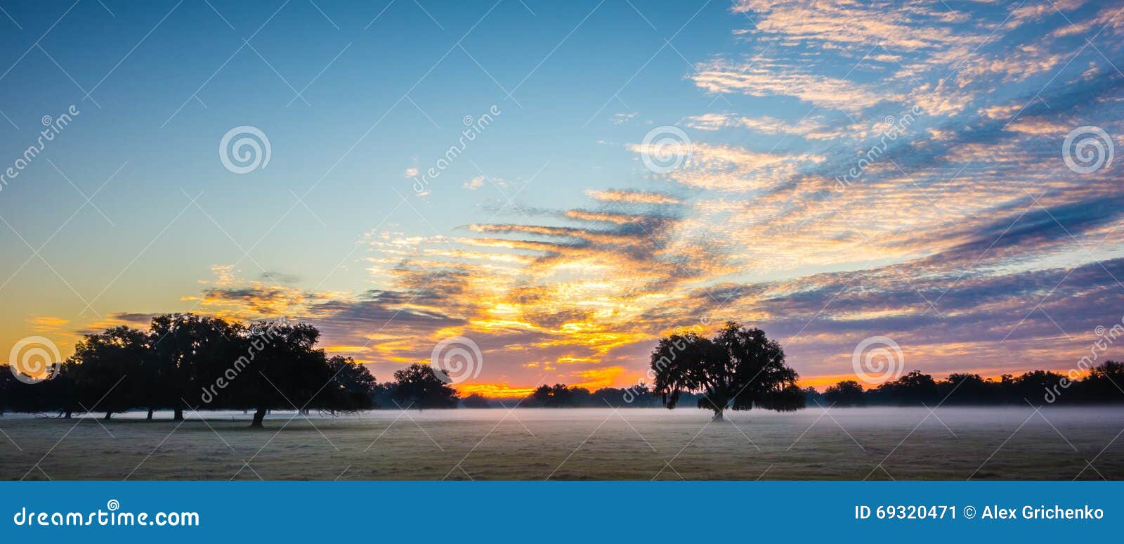 Abstract Florida Foliage And Native Plants Stock Image | CartoonDealer ...
