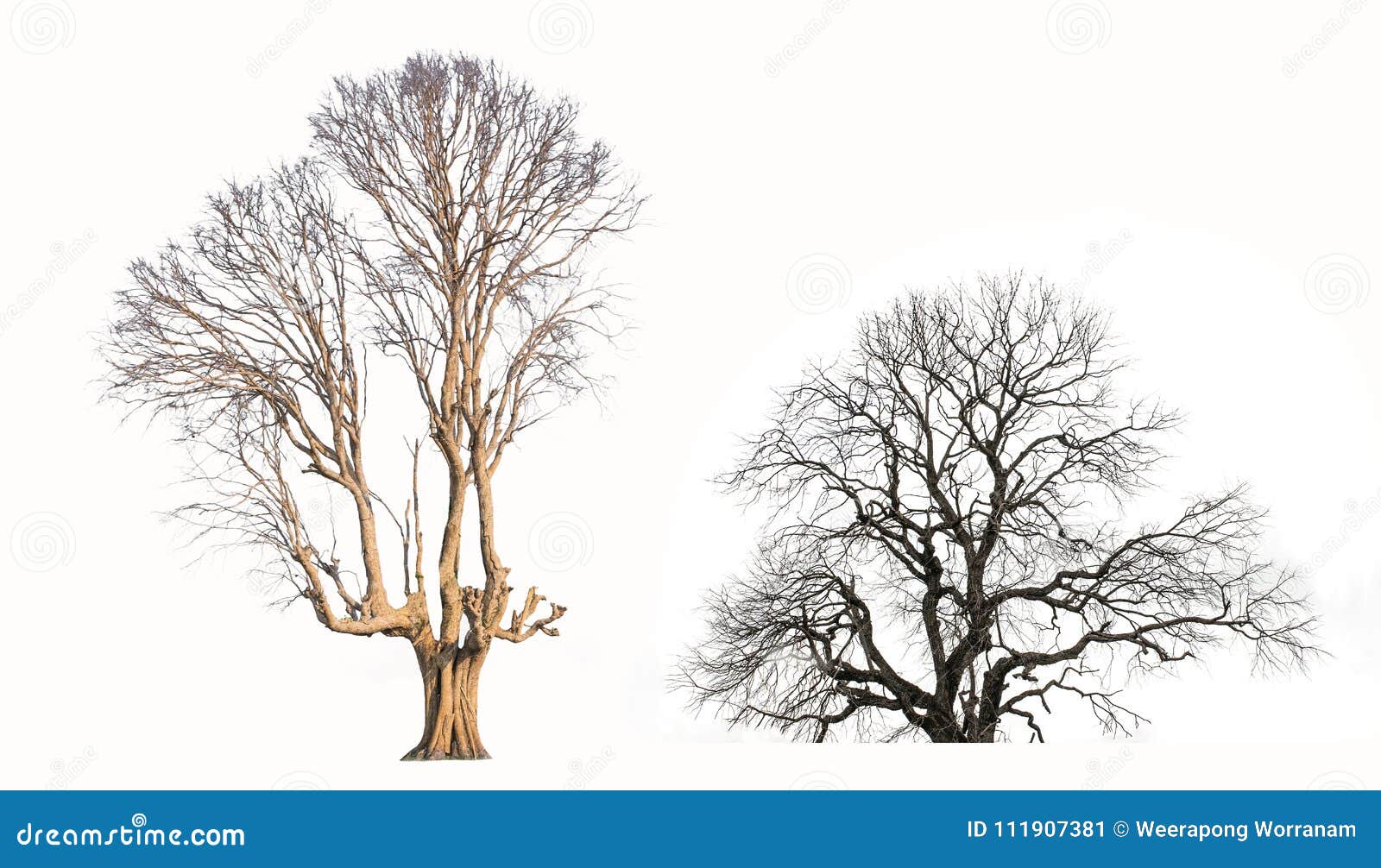 Abstract the Surface Texture the Branch of the Dead Tree with White Sky ...
