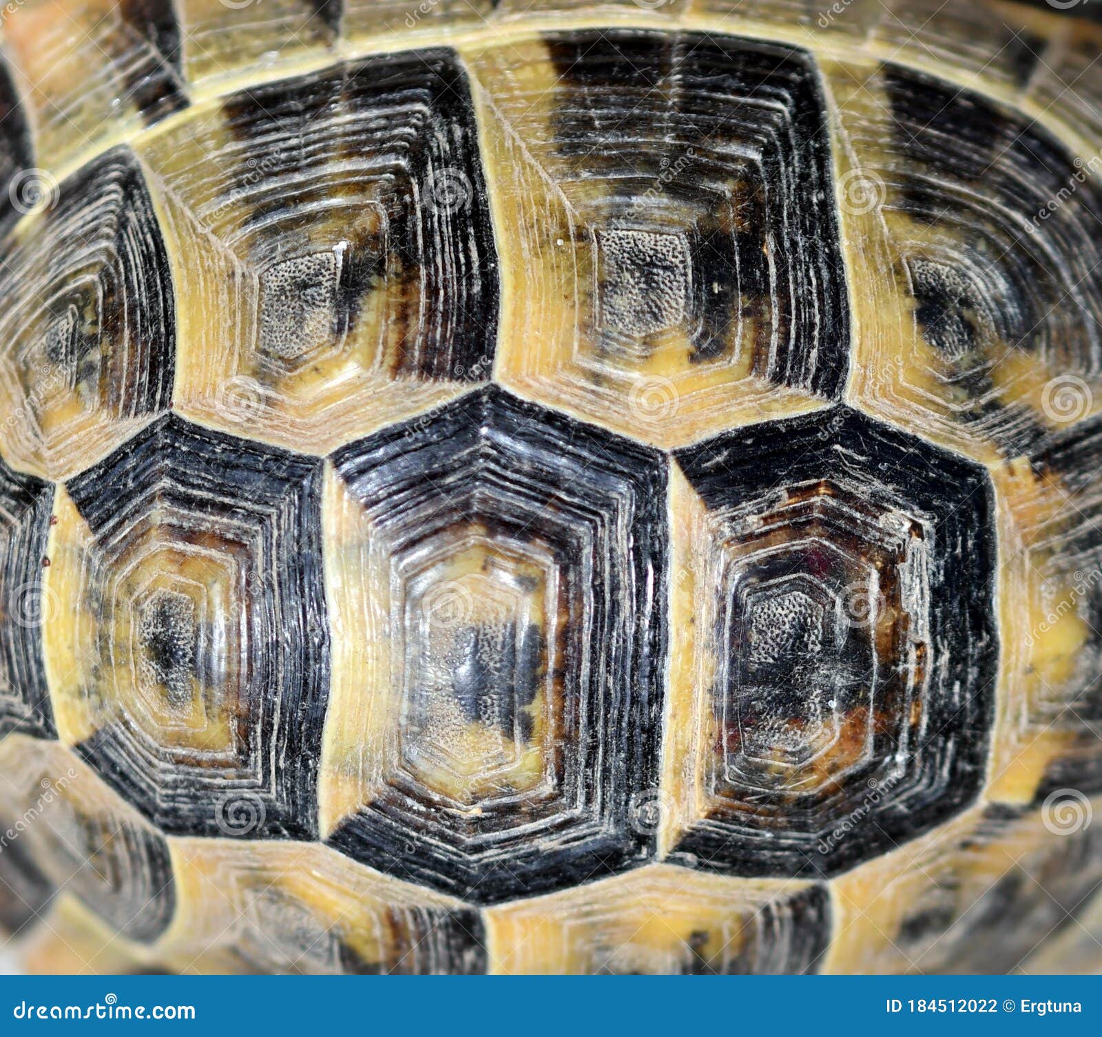 Abstract Surface with Tortoise Shell Stock Photo - Image of tortoises ...