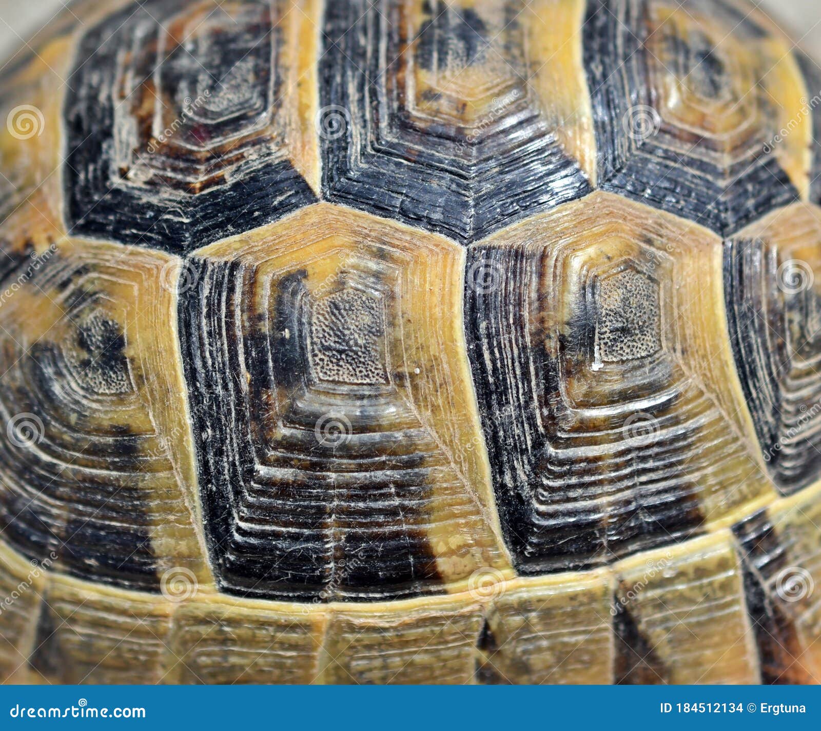 Abstract Surface with Tortoise Shell Stock Photo - Image of tortoise ...