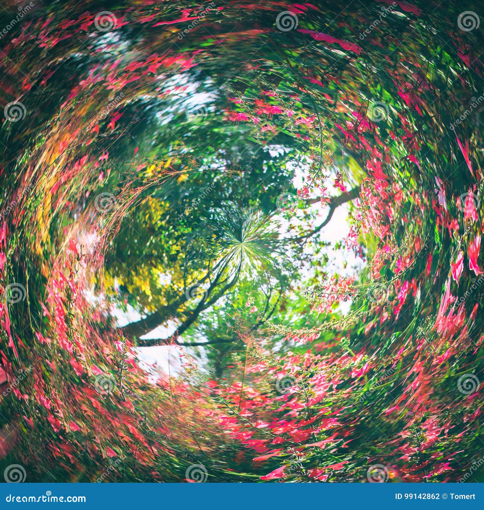 Abstract Swirled Background of Nature Stock Photo - Image of flora ...