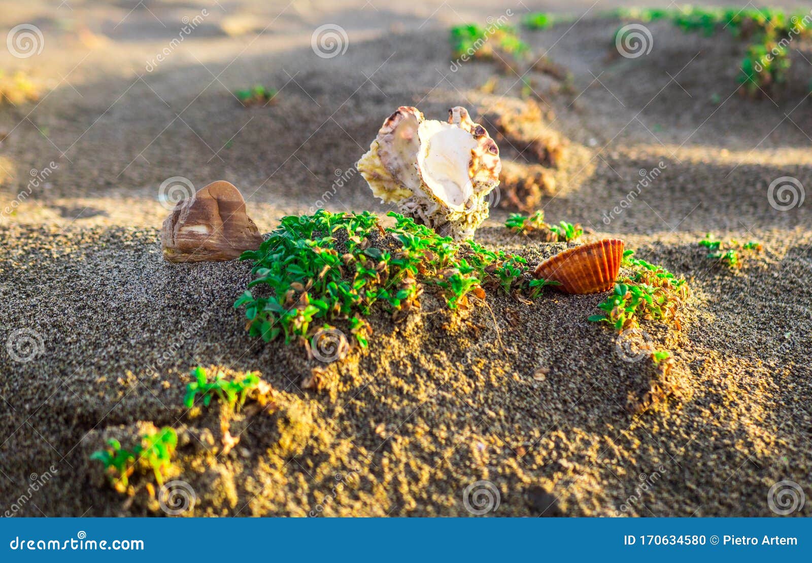 Abstract Texture Background,beautiful Sand Texture with Seashell on the ...
