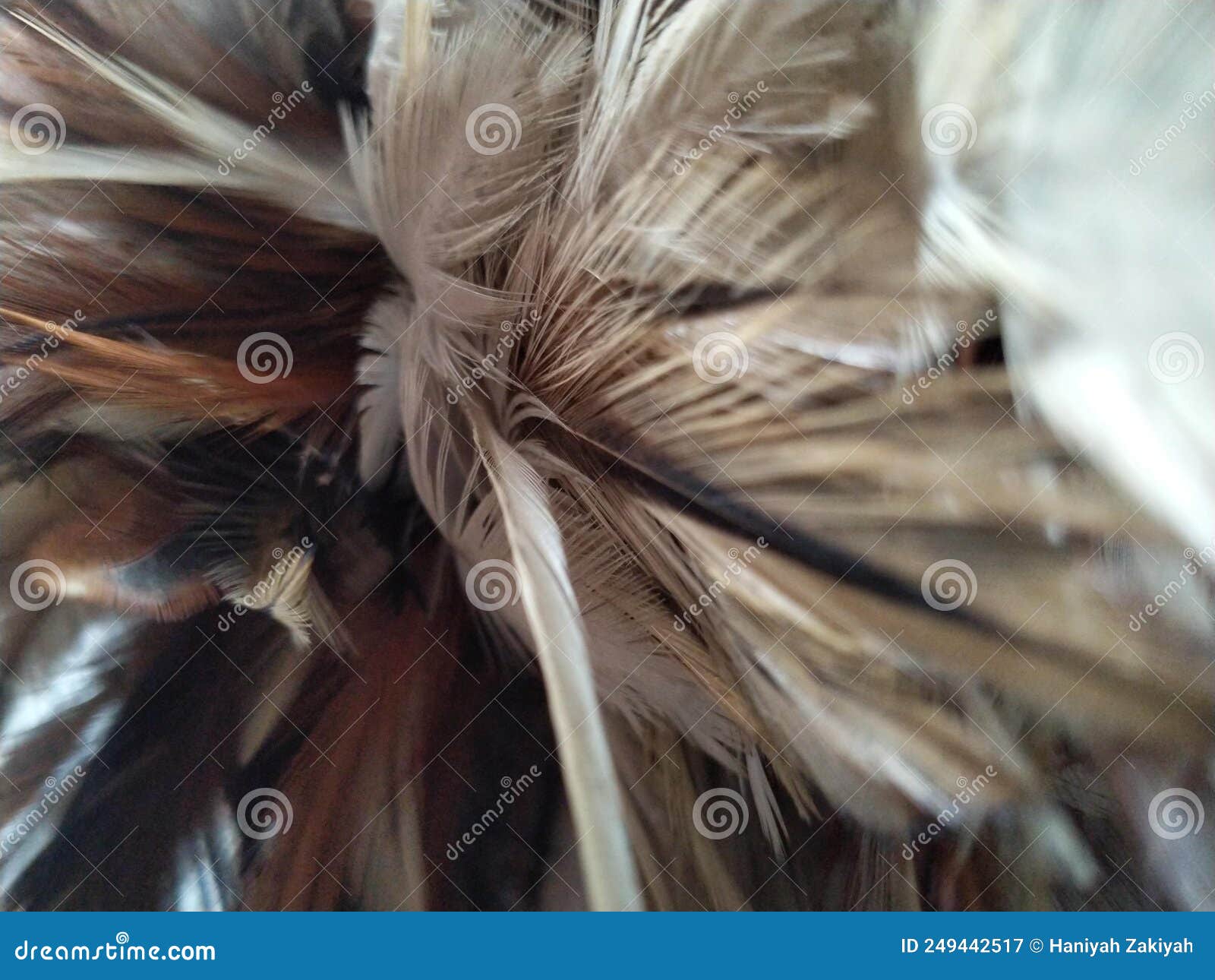 Abstract Texture Background of Brown Chicken Feather Stock Image ...