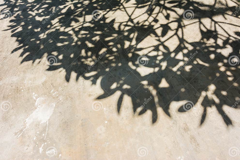 Abstract Texture or Background Shadows of the Trees on the Ground Stock ...