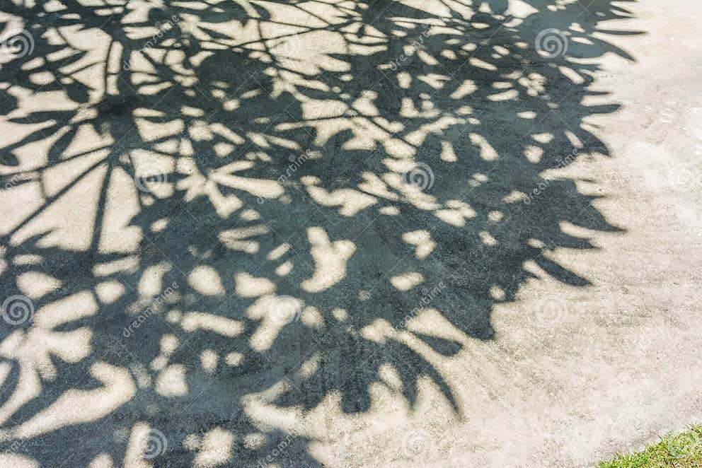 Abstract Texture or Background Shadows of the Trees on the Ground Stock ...