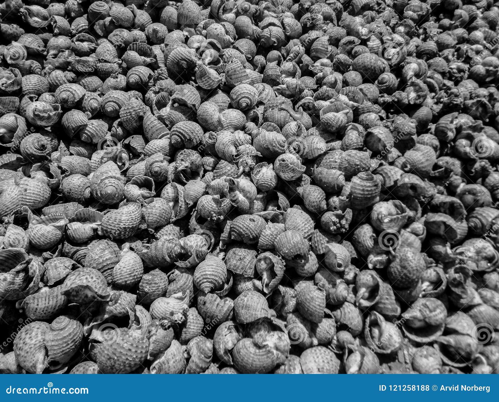 Black and white shells stock photo. Image of white, nature - 121258188