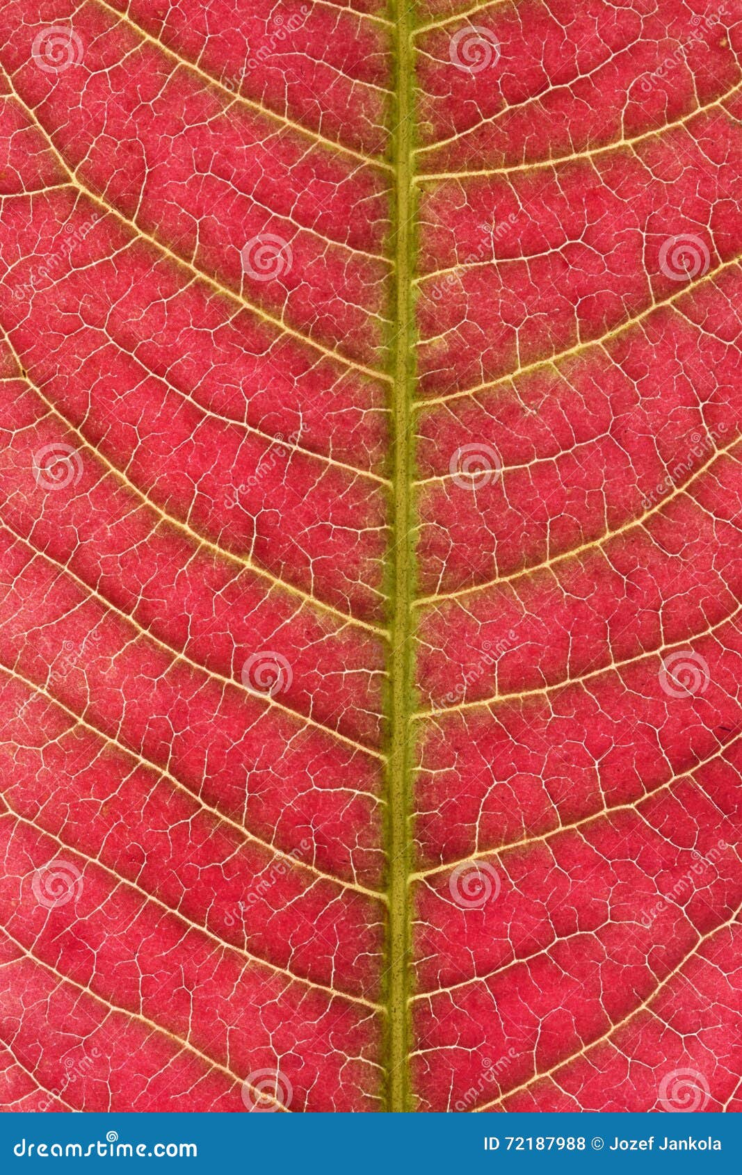 Abstract Texture Blood Red Tree Leaf Stock Photo - Image of abstract ...