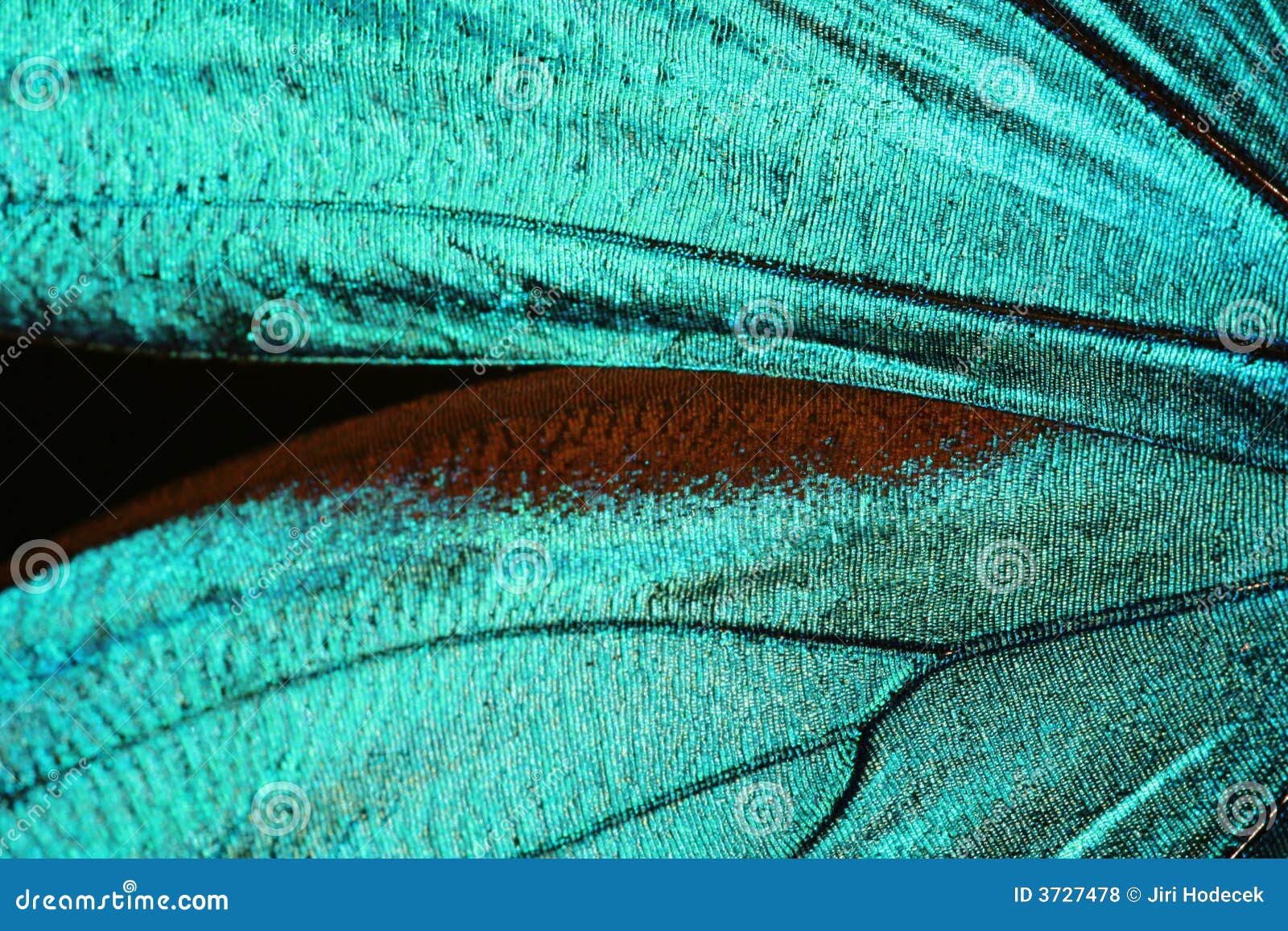 Abstract Texture of Butterfly Wing Stock Photo - Image of overlay ...