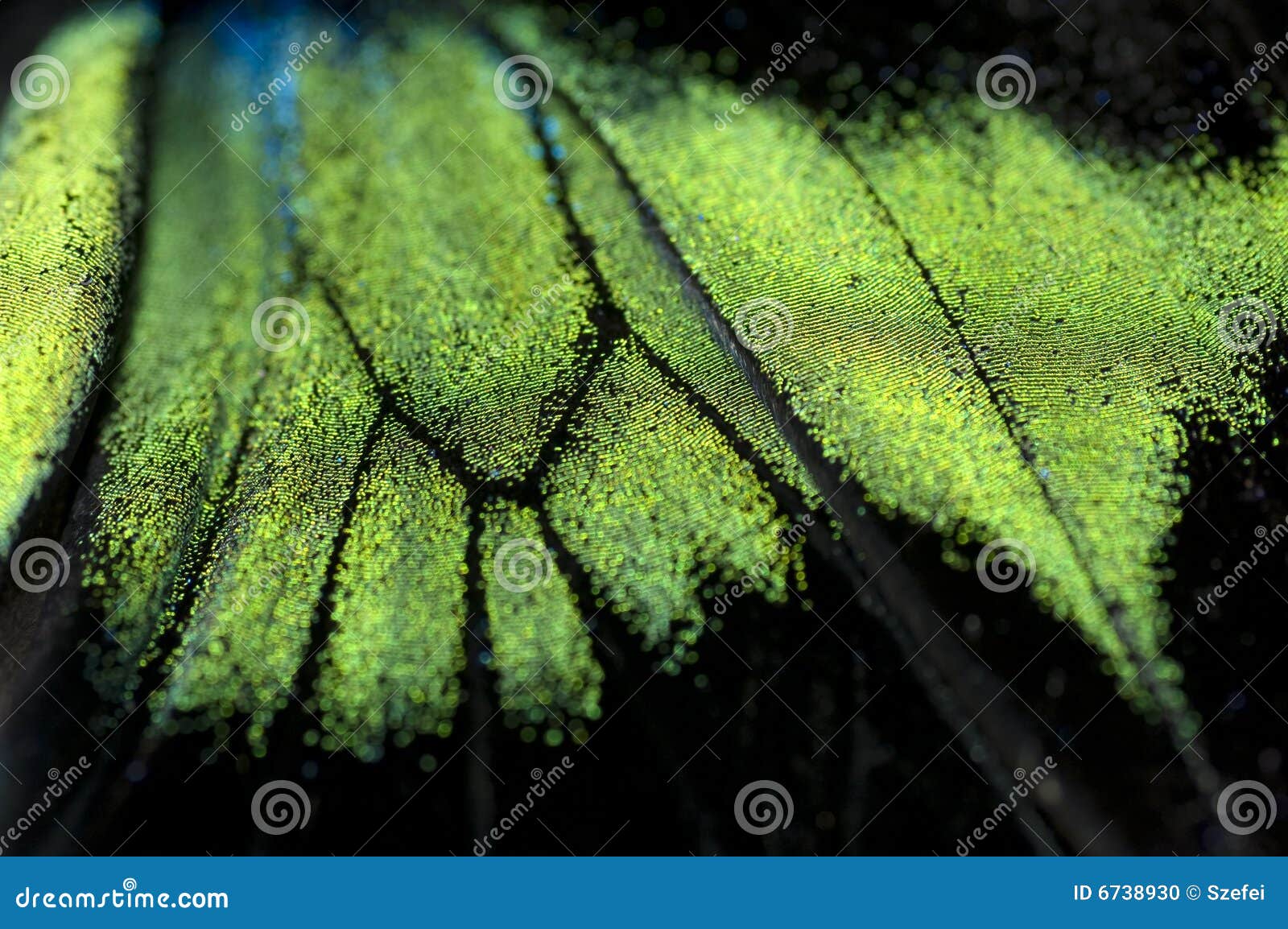 Abstract Texture of Butterfly Wing Stock Photo - Image of black ...