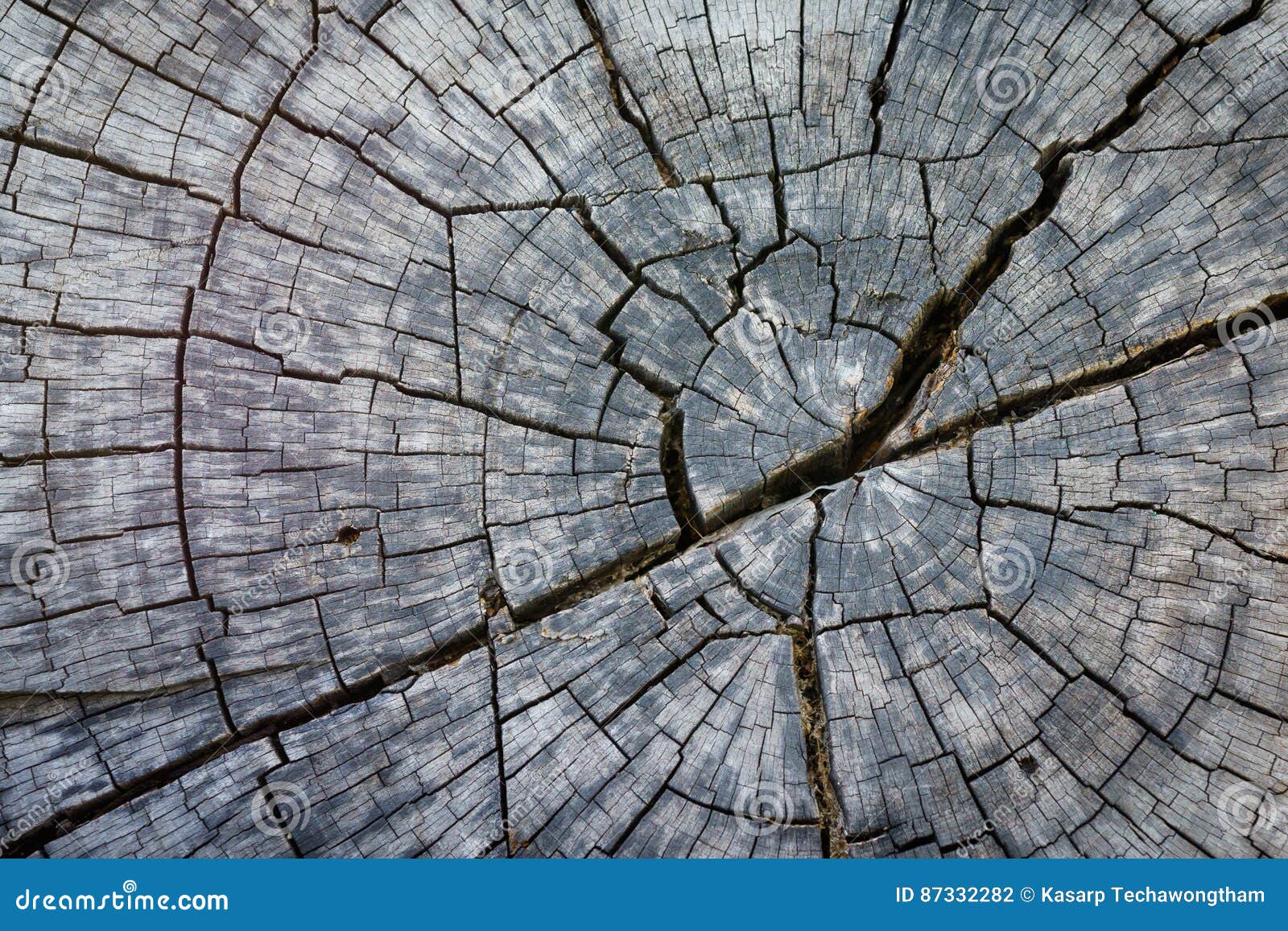 Abstract Texture of a Cracked Tree ,texture Heartwood Backgroun Stock ...