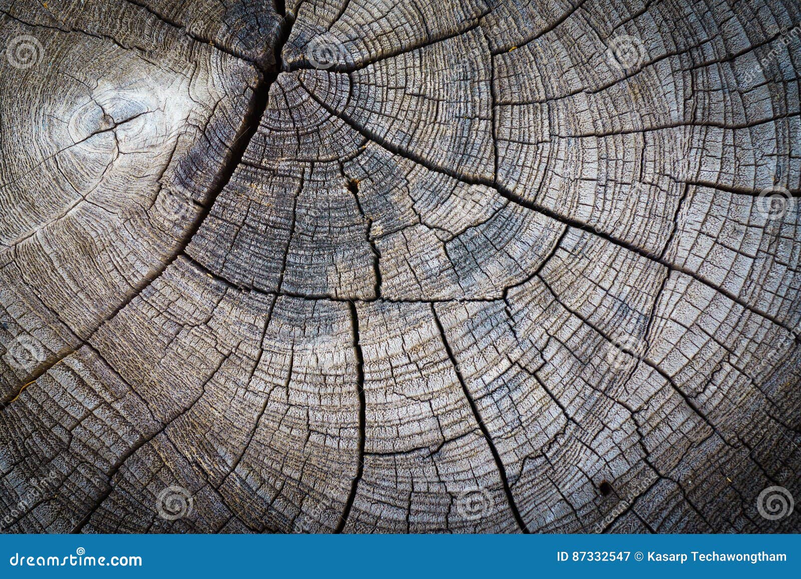 Abstract Texture of a Cracked Tree ,texture Heartwood Backgroun Stock ...
