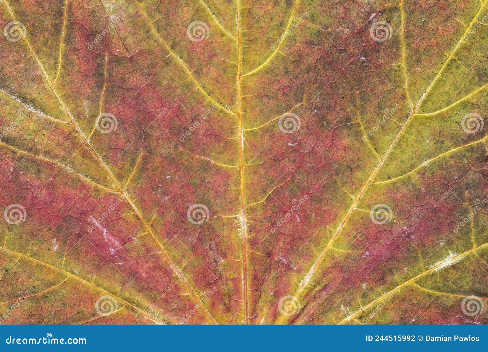The Abstract Texture of the Dried Autumnal Leaf. Detailed Maple Leaf ...
