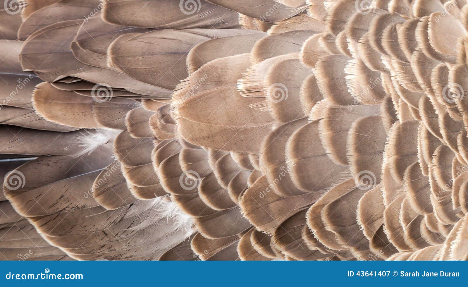 Abstract Texture of Feathers on the Back of Canada Goose Stock Image ...
