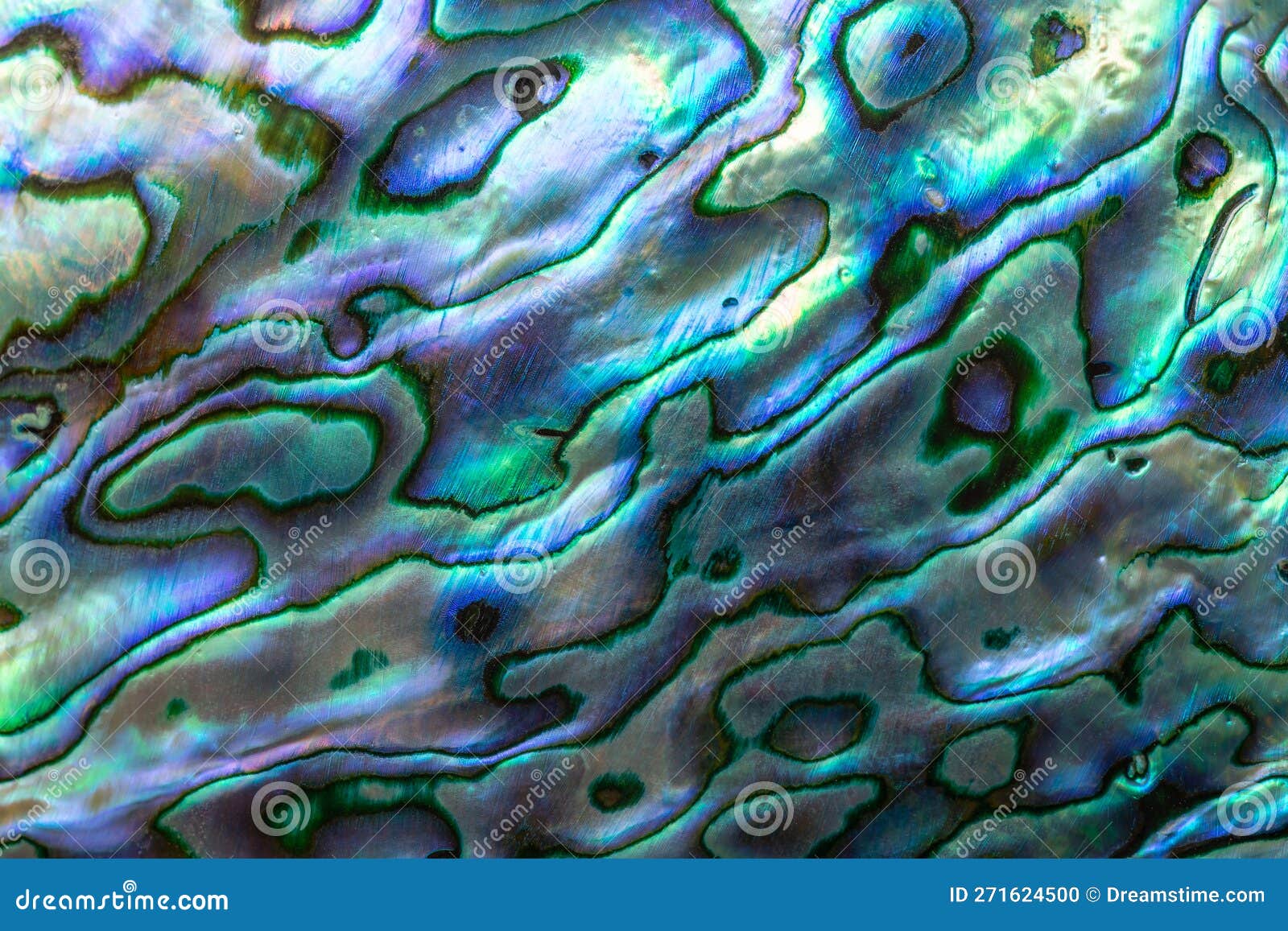 The Abstract Texture of Haliotis Iris Also Known As Paua Abalone or ...