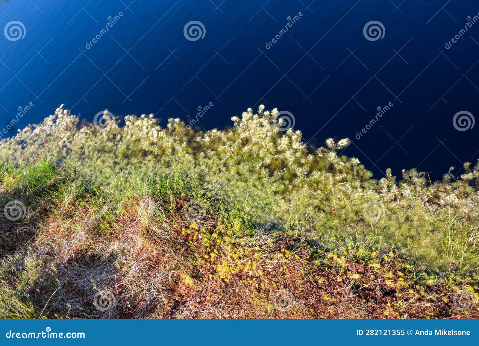 Abstract Texture of Marsh Grass and Pollen in Marsh Lake Stock Image ...