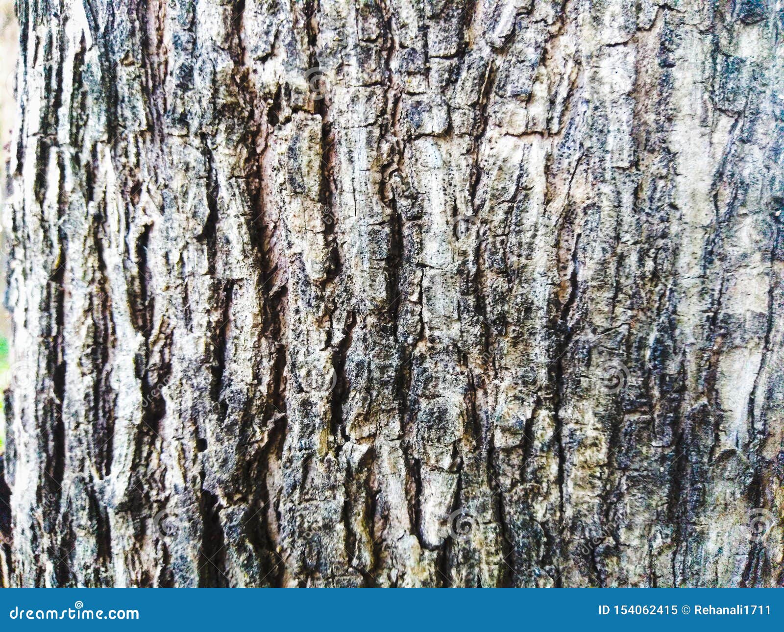 Abstract Texture of Old Tree Skin. Natural Texture Using As a ...