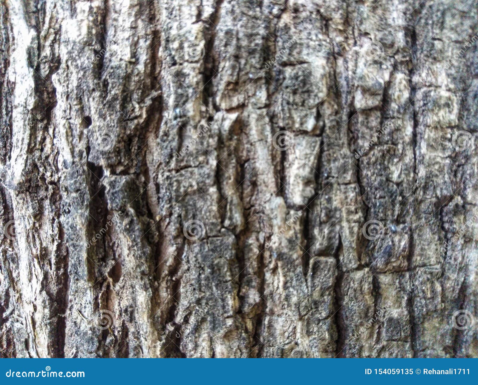 Abstract Texture of Old Tree Skin. Natural Texture Using As a ...