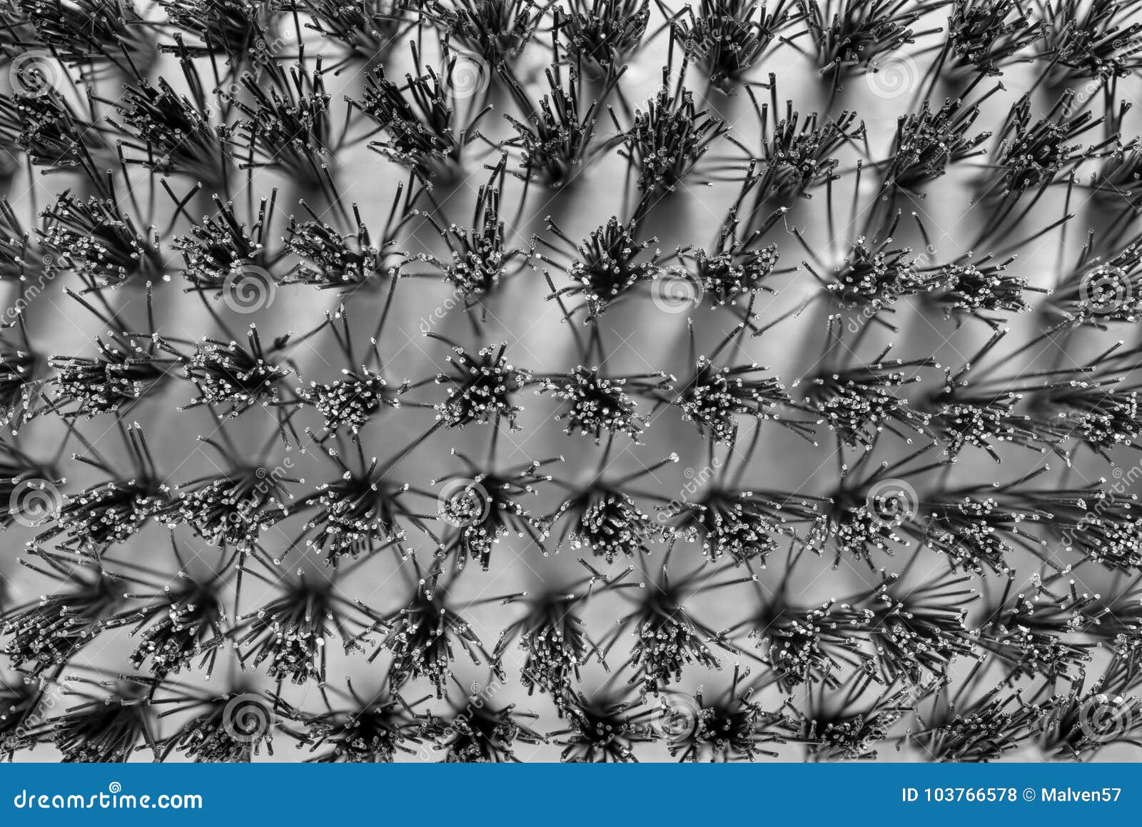 Abstract Texture of a Prickly Bristle Stock Photo - Image of prickly ...