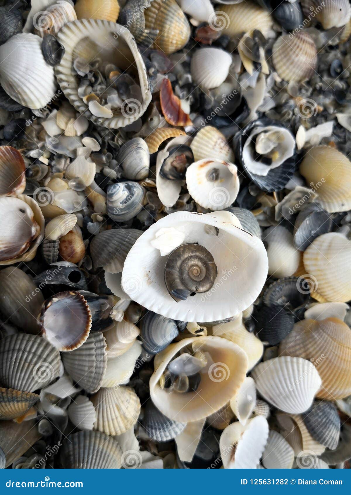 Close Up Picture of Sea Shells Stock Photo - Image of variation ...