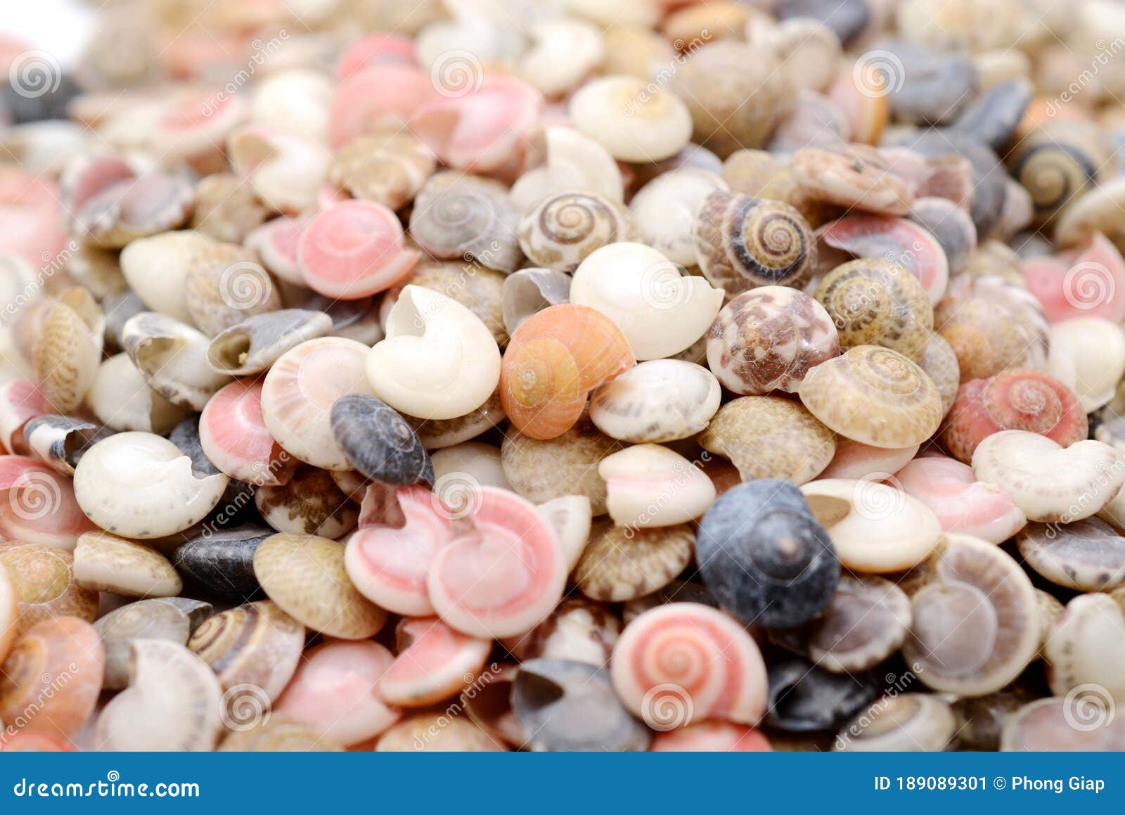 Abstract Texture of Shells. Stock Image - Image of peniscola, beach ...