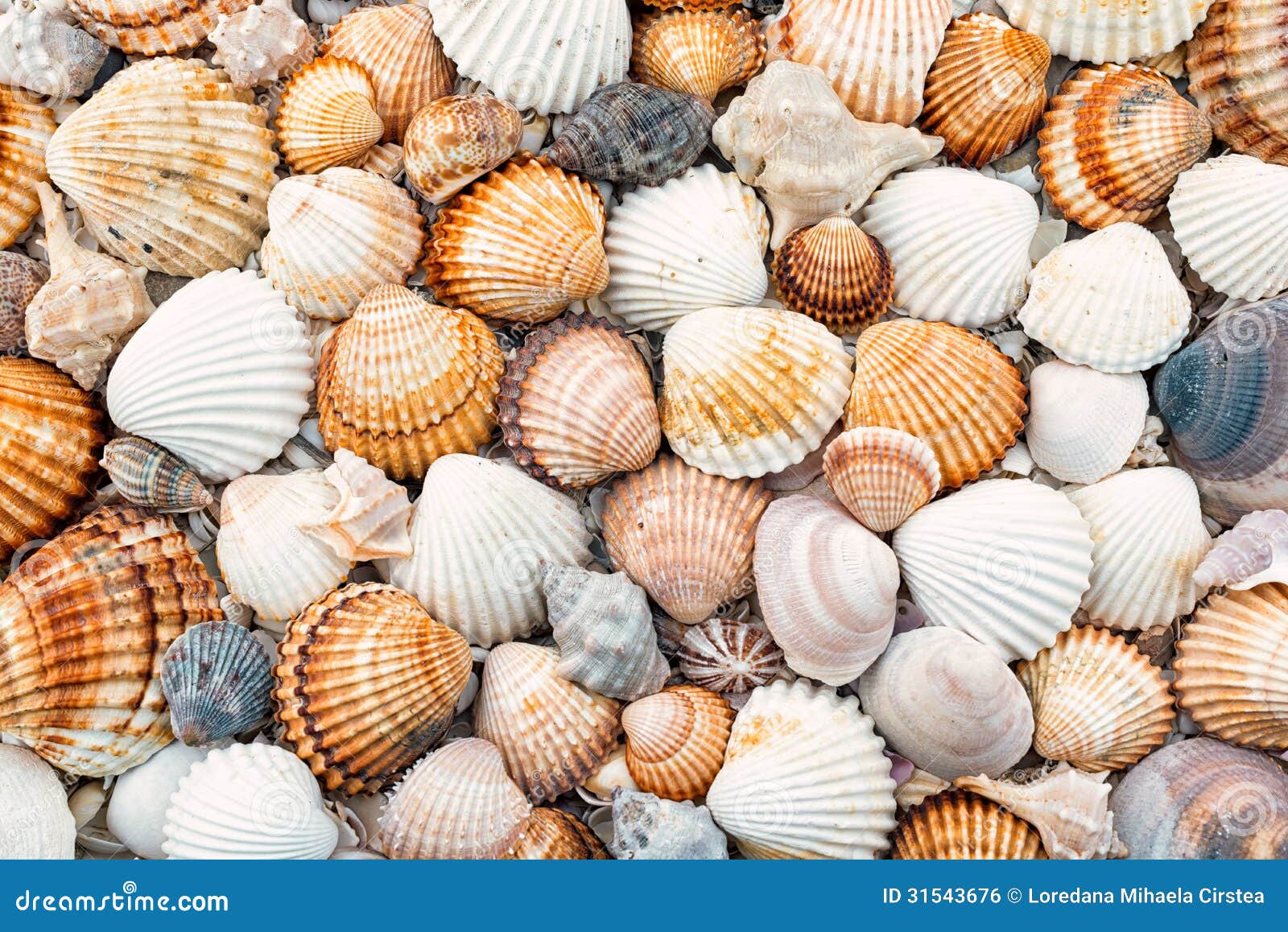 Abstract texture of shells stock photo. Image of brown - 31543676