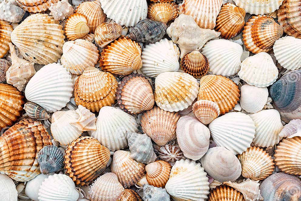Abstract texture of shells stock photo. Image of brown - 31543676