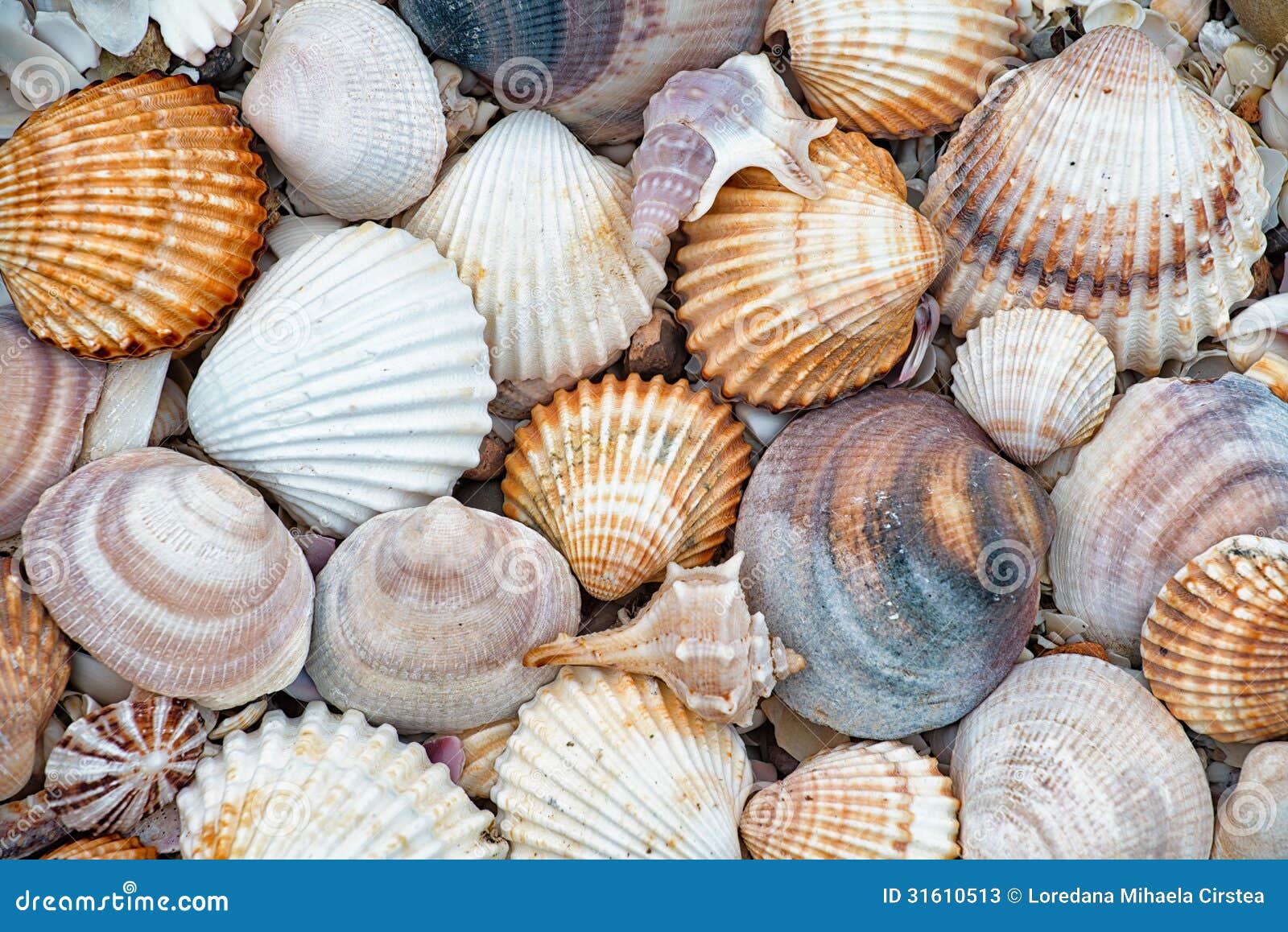 Abstract texture of shells stock image. Image of background - 31610513